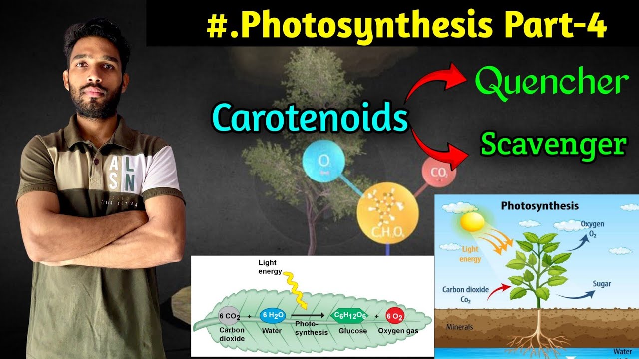 Photosynthesis Part-4 || Photosynthetic Carotenoids function || BSc ...