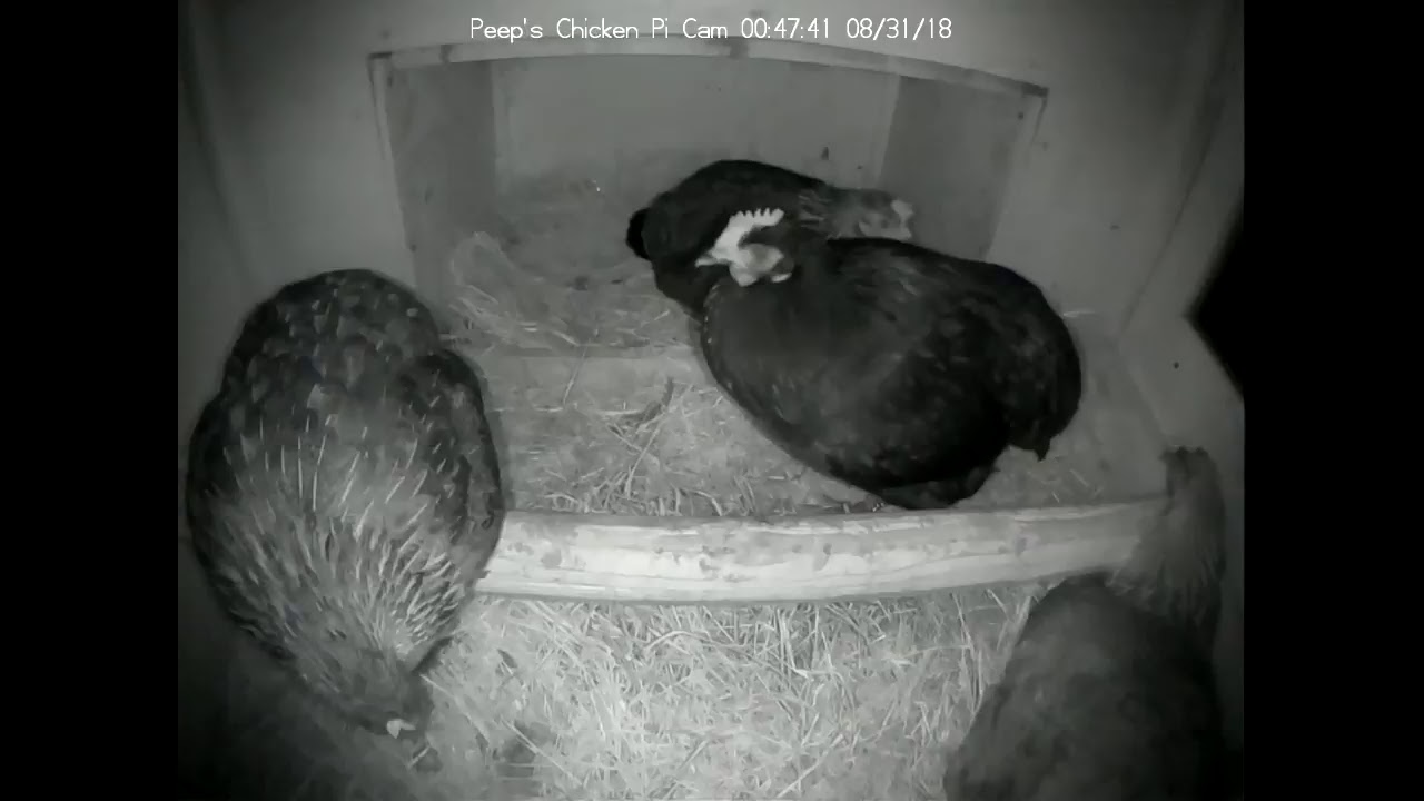 Peep's Chicken Pi Cam Live Stream - YouTube