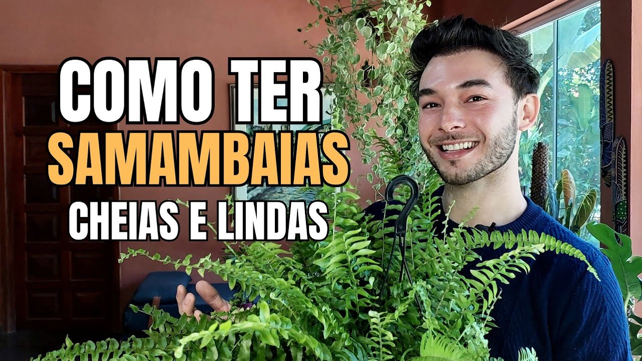 Samambaias - Como cuidar - YouTube