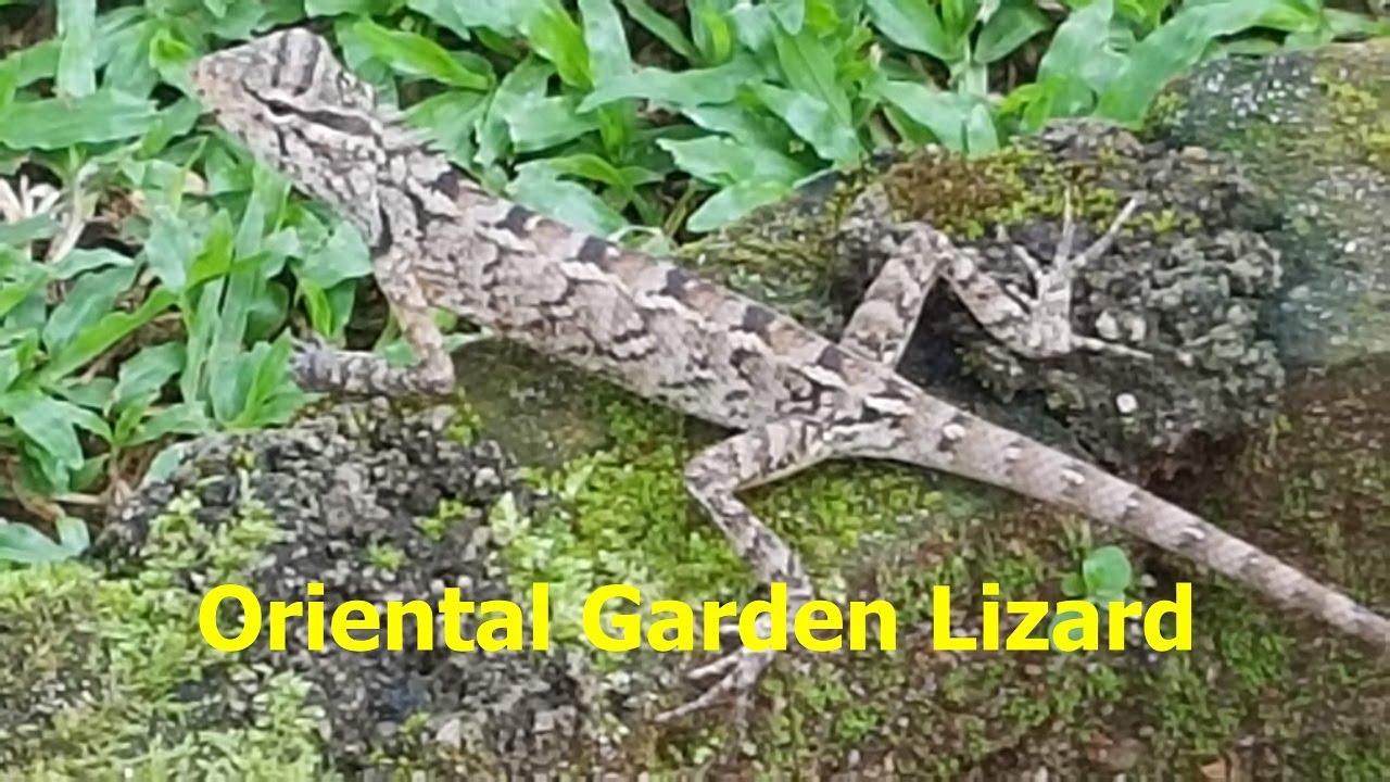 [Sri Lanka Wildlife]#열대동물# oriental garden lizard#Calotes versicolor# ...
