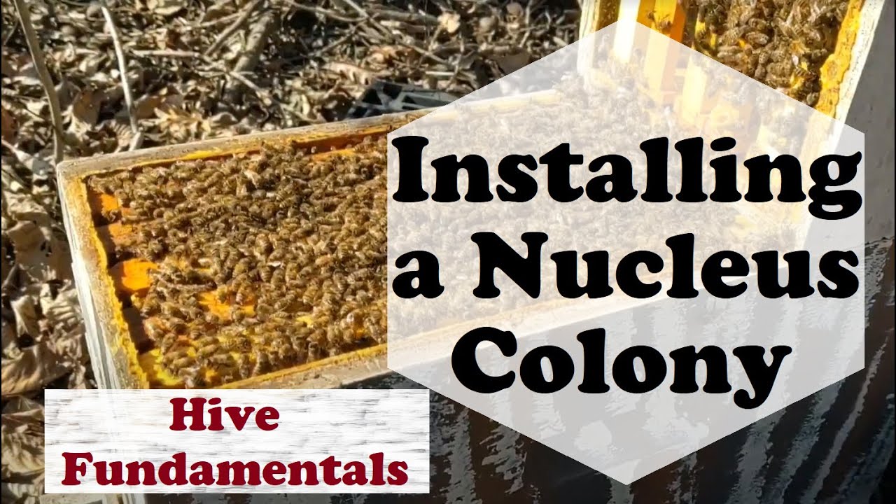 🔶Installing A Nucleus Hive - YouTube