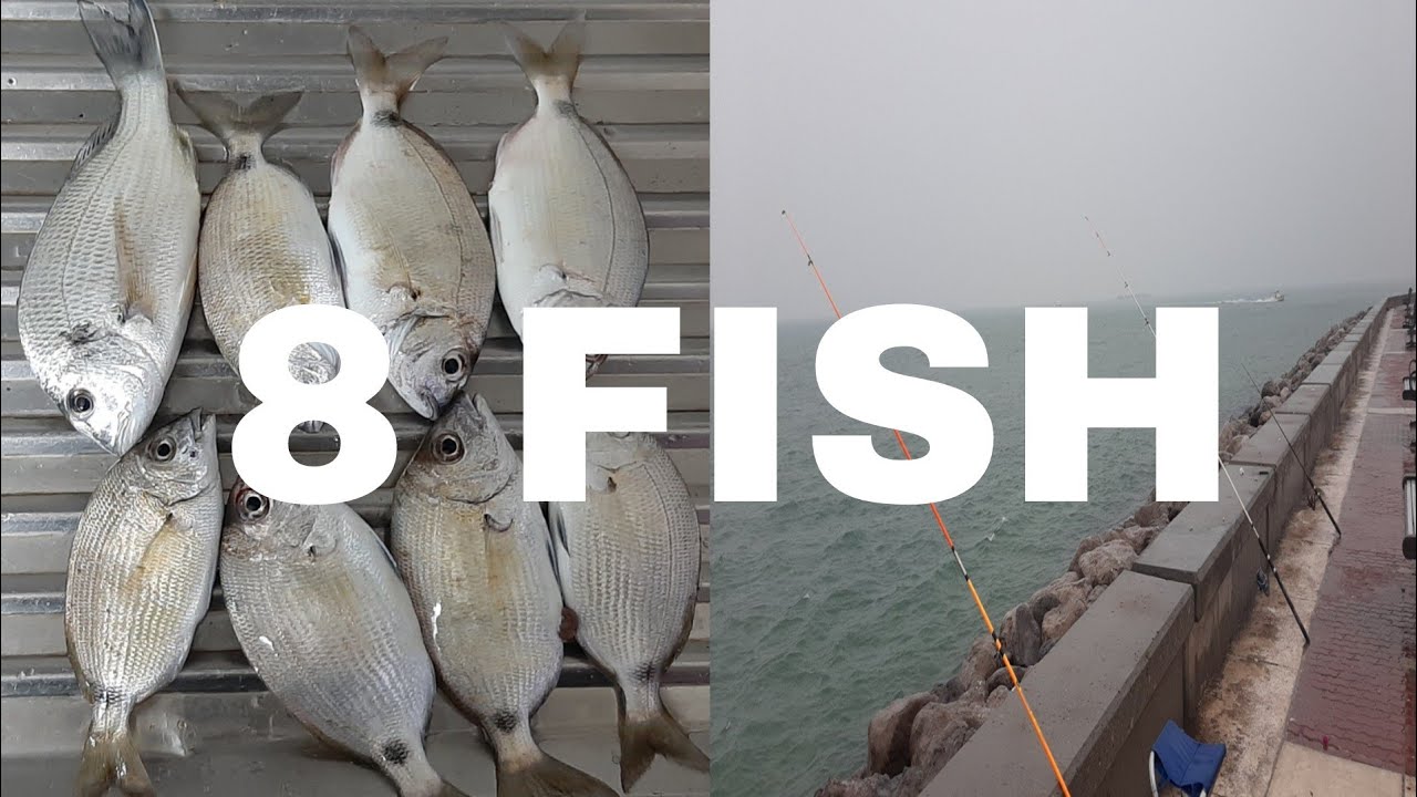 catching fish kuwait | souq sharq seaside | night fishing experience ...