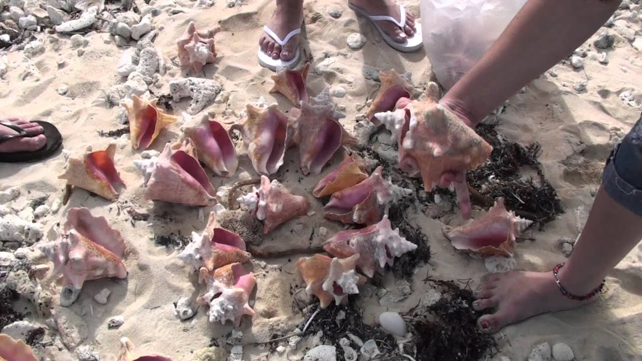 Cape Eleuthera resort: loads of conch shells - YouTube
