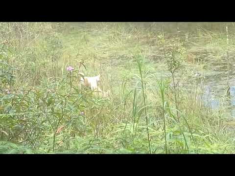 Ketahuan mau mesum disemak semak