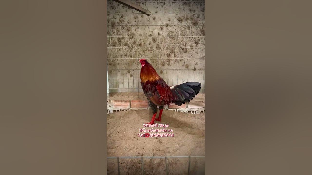 Xám 3kg6 anh em yêu mến liên hệ 0345633948 #mientay #topgamedoithuonguytin - YouTube