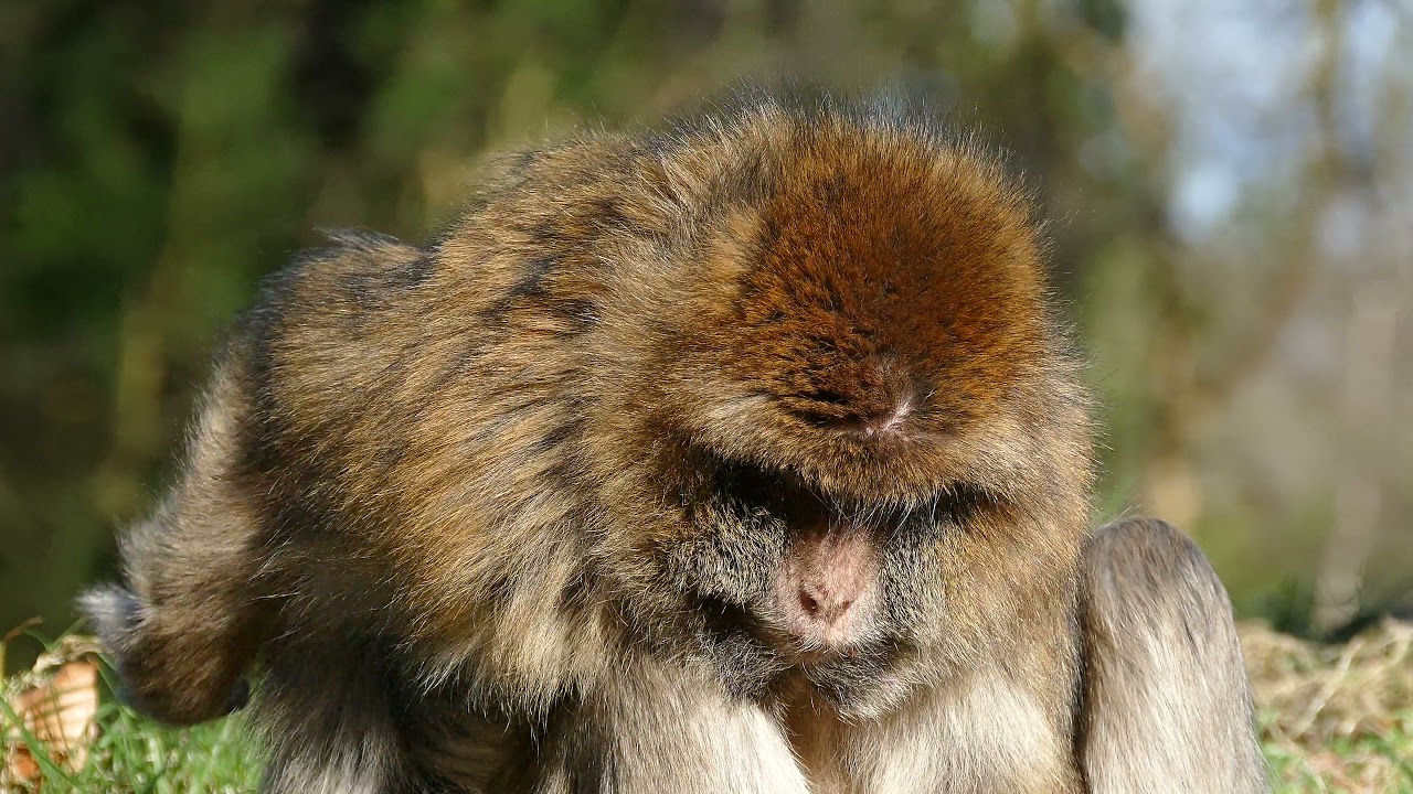 Monkey siting lonely /sad monkey /itching monkey #animals #petlover ...