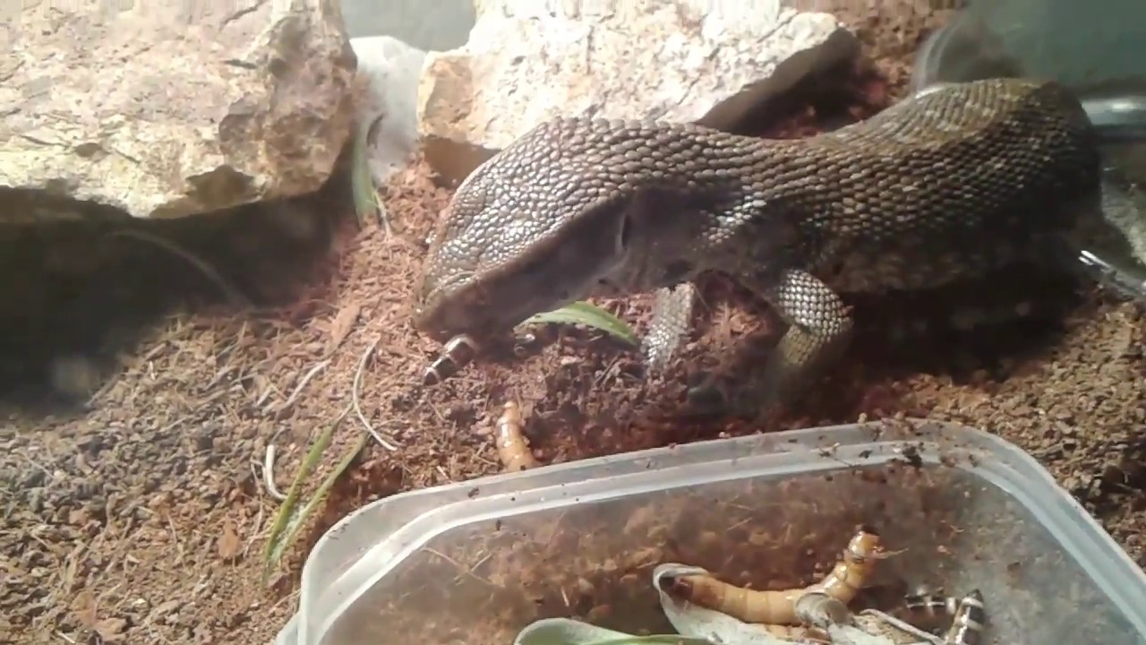 Savannah Monitor eating some superworms - YouTube