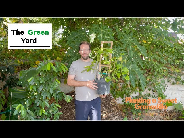 Granadilla Tree Picture