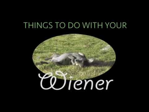 What to do with your wiener - YouTube