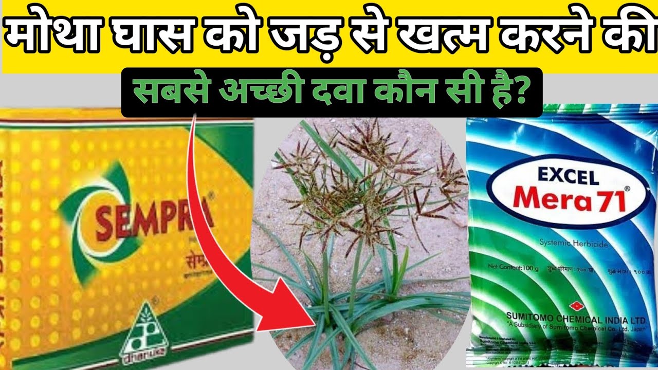 मोथा घास को जड़ से खत्म करने की सबसे अच्छी दवा | Motha ghas ki dawa ...