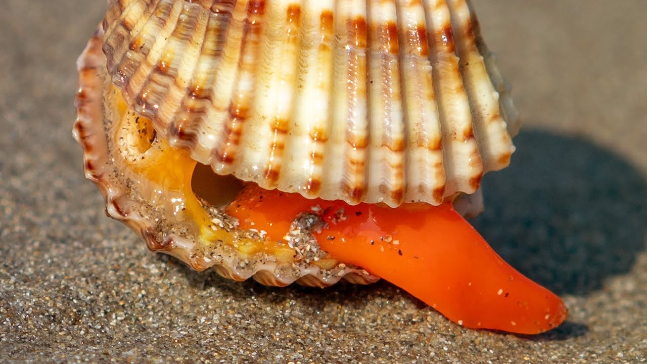 Surprise in sea shell | Laganas Beach, Zakynthos - YouTube