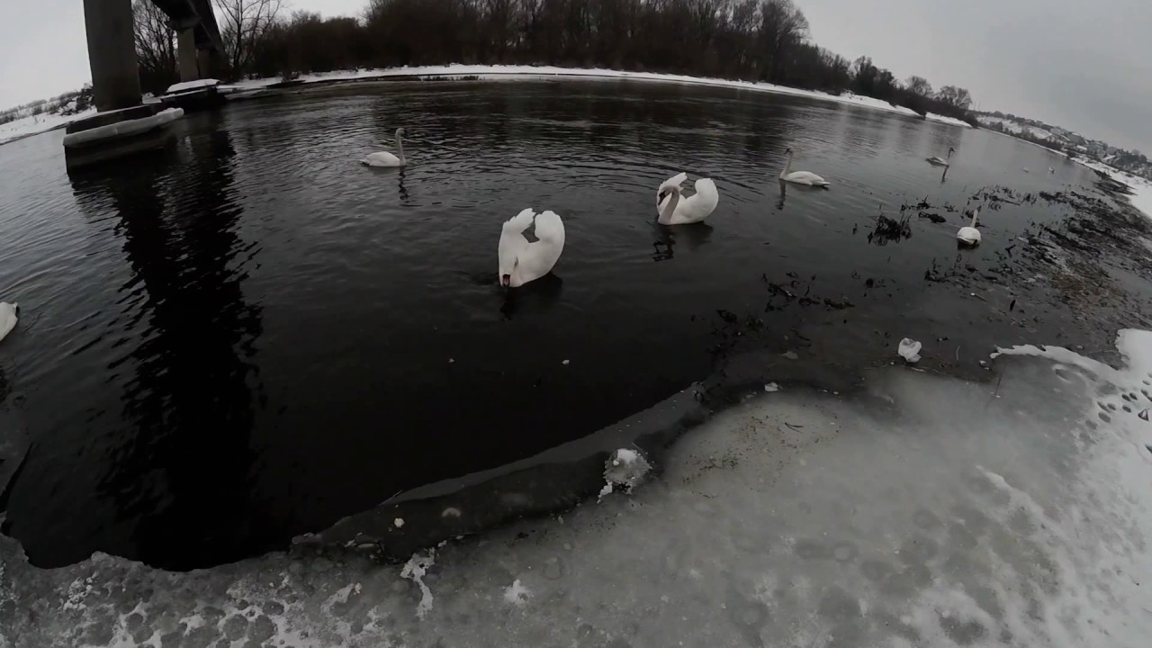 Feeding a heard of swans. Wild life. - YouTube