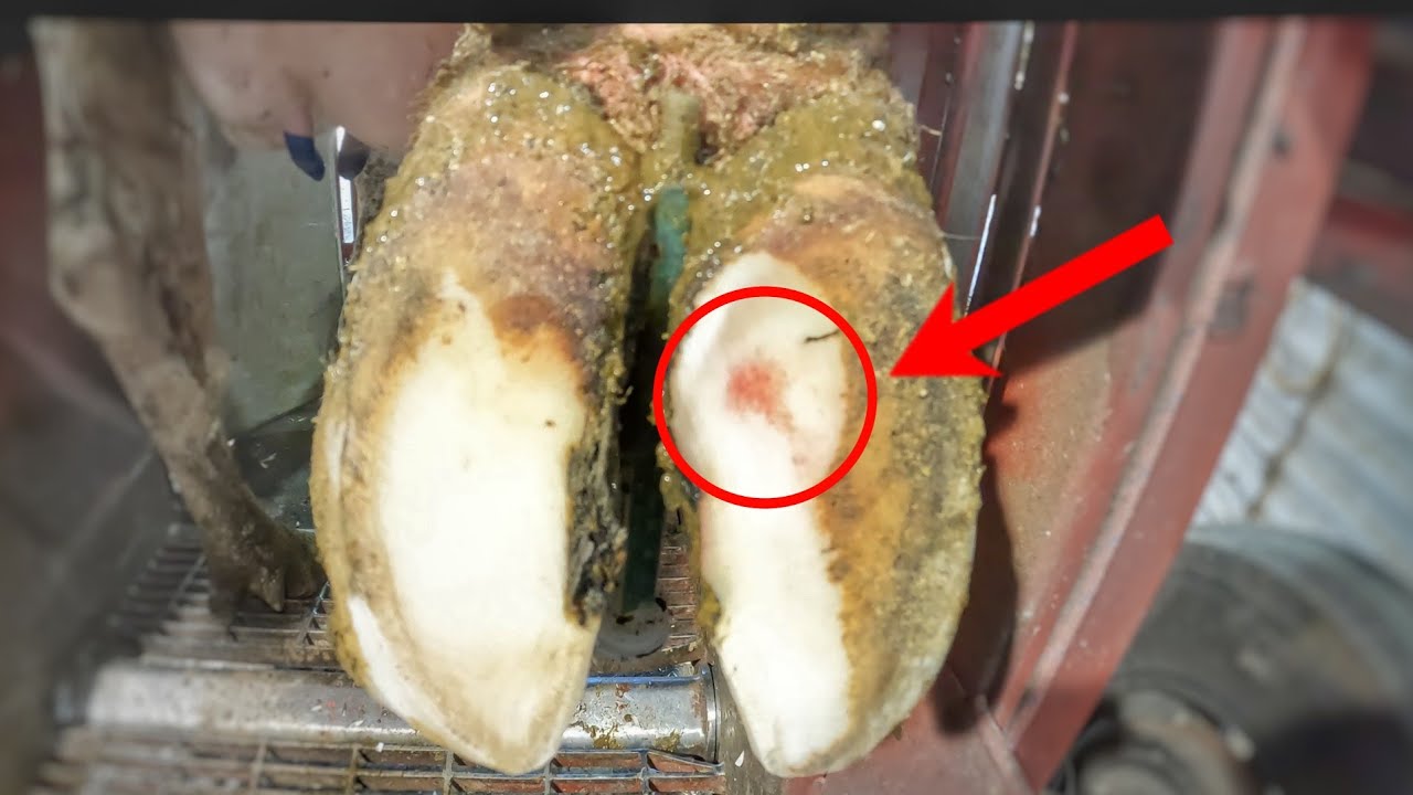 MASSIVE BRUISING ON COWS HOOF! Why and CAN WE FIX THIS COW? - YouTube