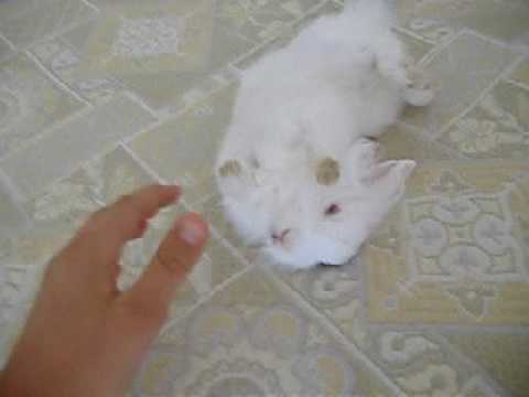 Conejo muerto - YouTube