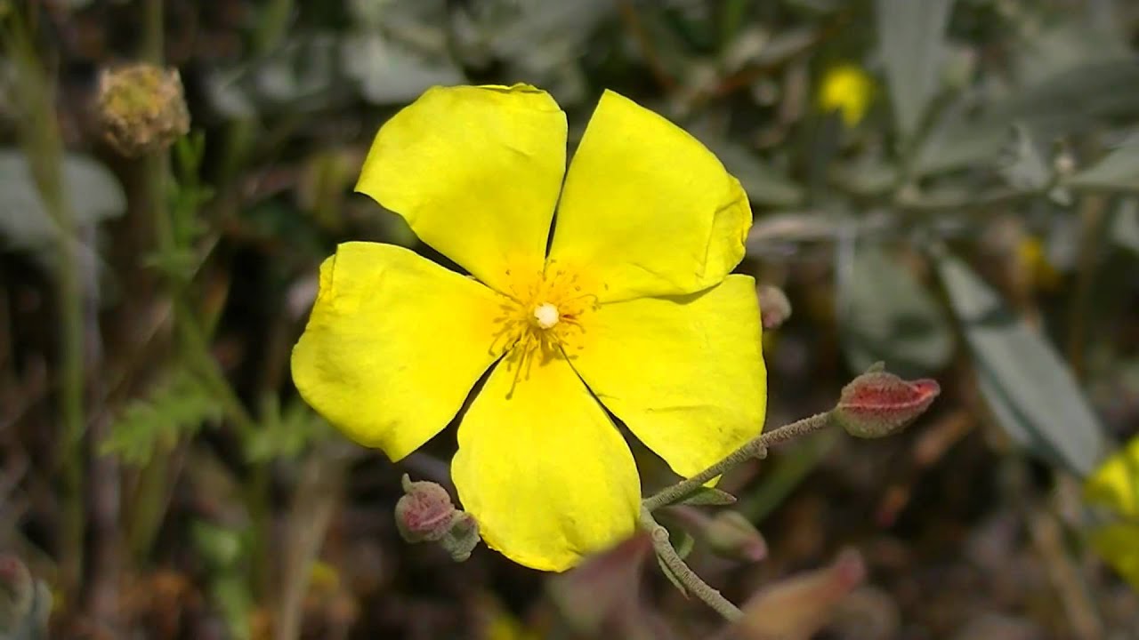 Where Is Your Heart (Moulin Rouge theme) - YouTube