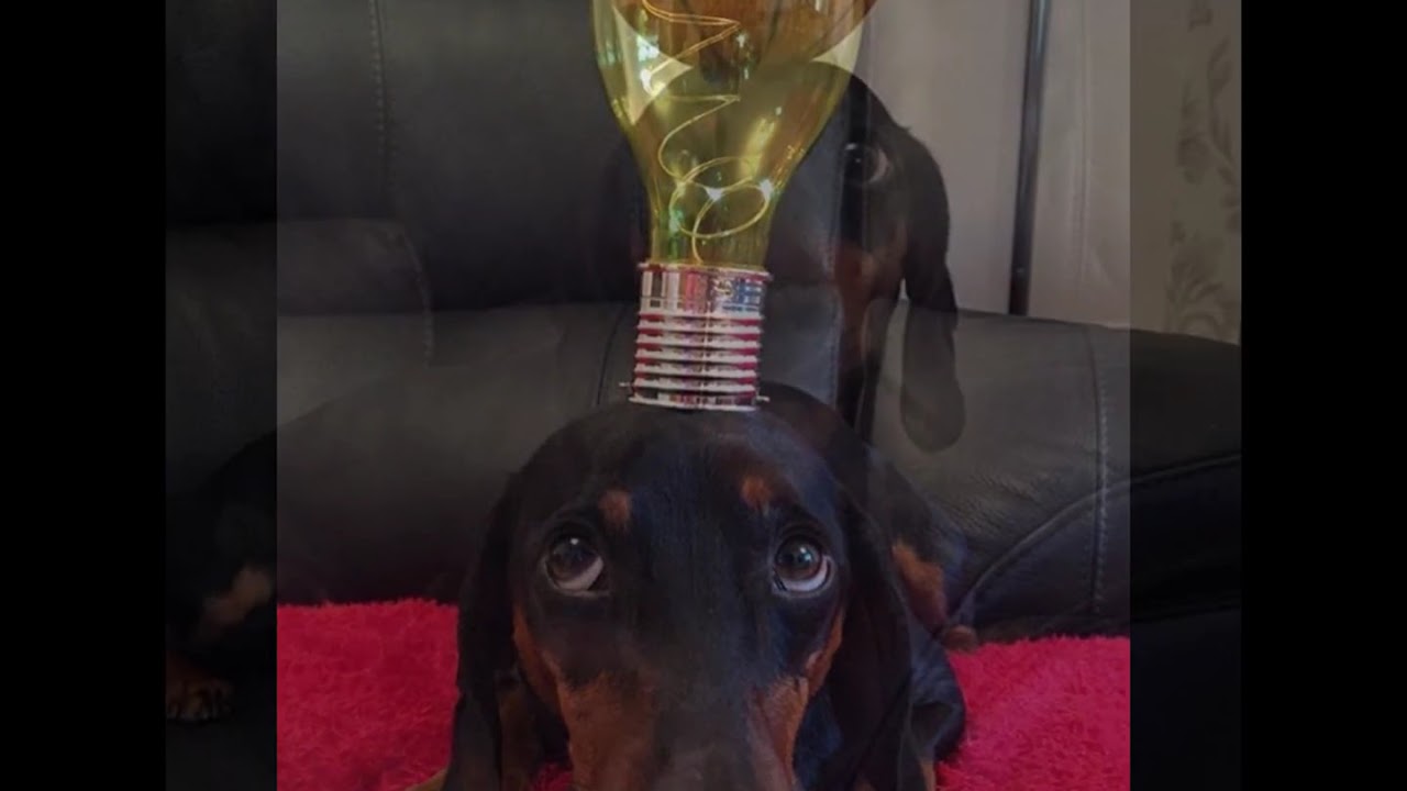 Photo compilation of AMAZING dachshund Harlso - YouTube