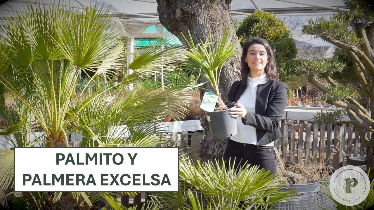 Diferencias y cuidados del Palmito y la Palmera Excelsa - YouTube