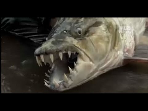 Far cry 4 - hunting rare demon fish (kyrat fashion week) - YouTube