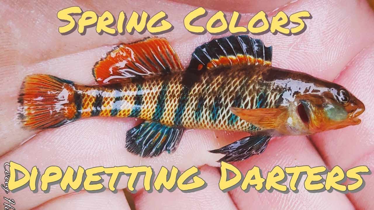 Tropical colored fish in Missouri? (dip netting darters) - YouTube