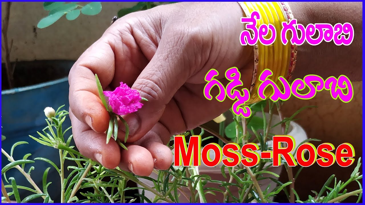 Easy way to Grow Roses in House Garden-in Kundies-Nela Gulabi-Rukmini ...