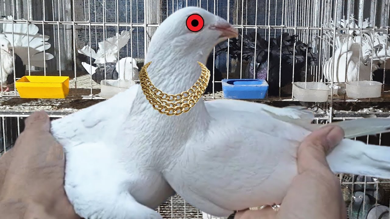 Fancy pigeon farm | World unique amazing pigeons video | Different ...