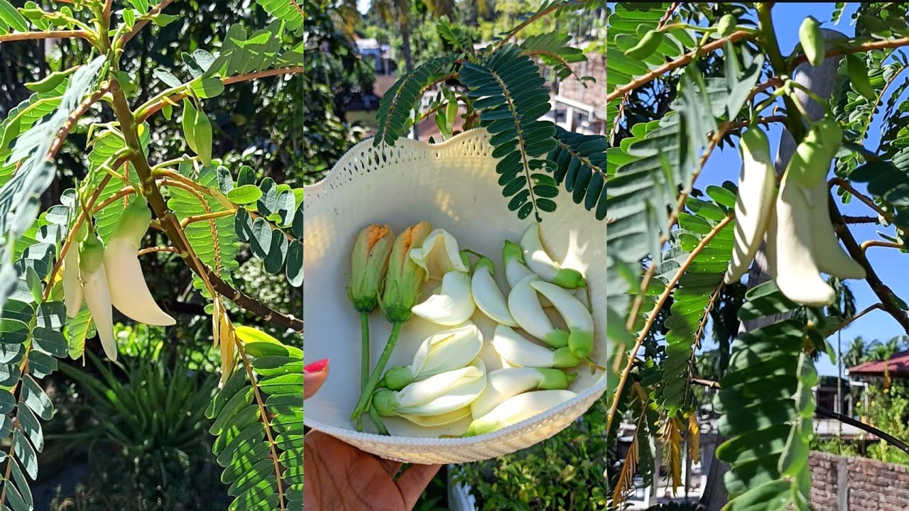 heron flower / bok ful... - YouTube