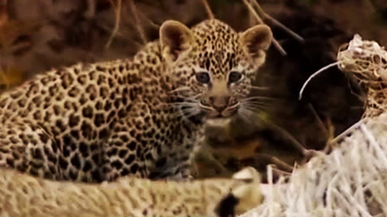 Leopard Cubs Learn to Climb | Little Big Cat | BBC Earth - YouTube