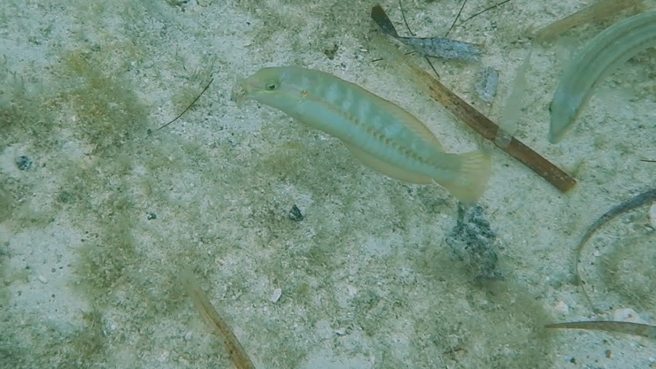 Tool use by a slippery dick fish in South Caicos Island #5 - YouTube