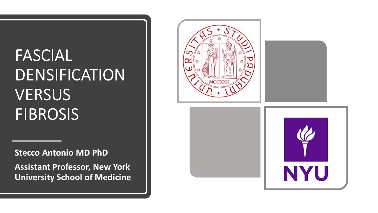 Fascial densification vs. fibrosis - Antonio Stecco MD PhD - YouTube