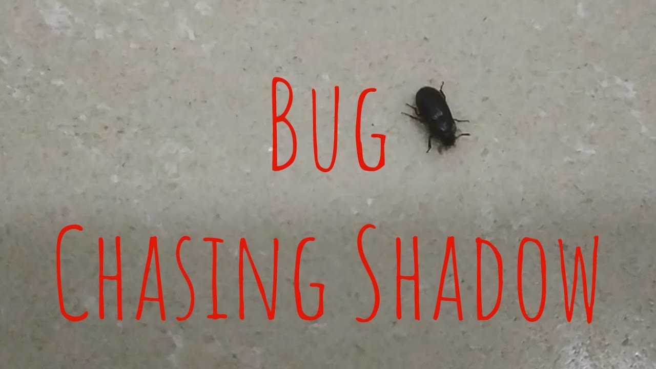 Bug VS Shadow | Bug Chasing Shadow - YouTube