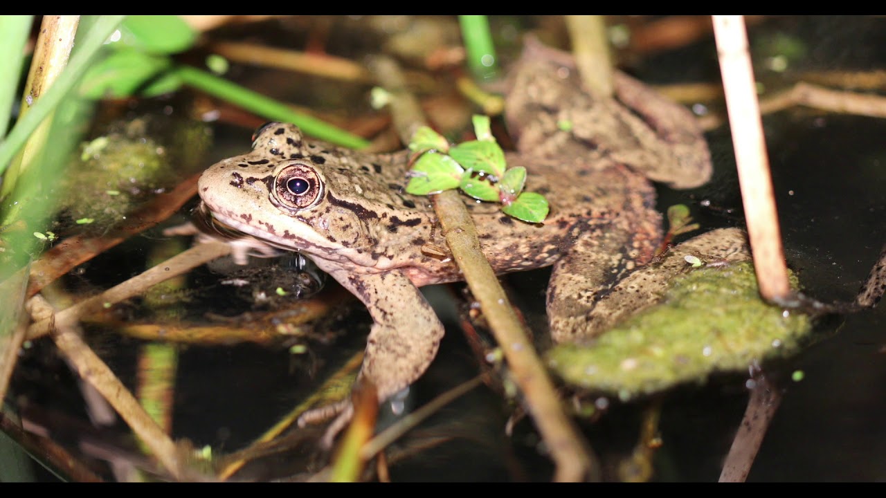 Sounds of the California Red-legged Frog - YouTube