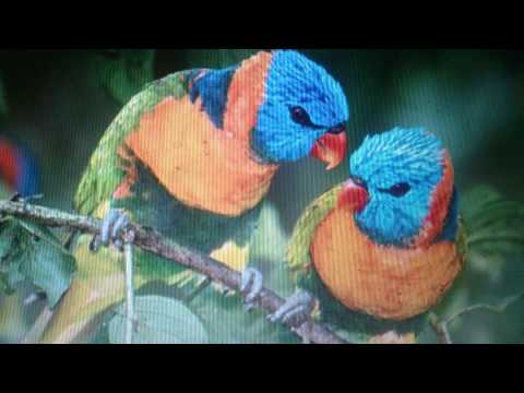 Qusse animaux