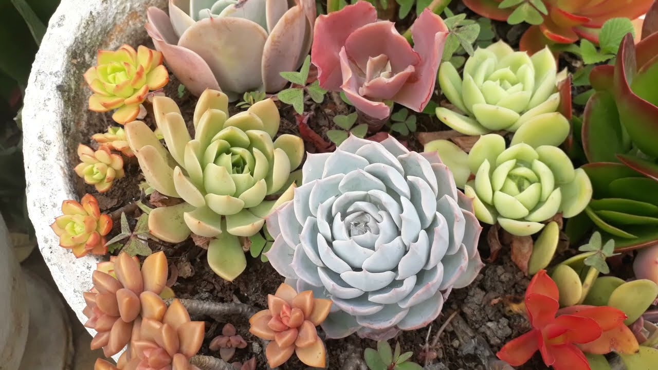O SOL DEIXA AS SUCULENTAS COMPACTAS E COLORIDAS AQUI NO JARDIM - YouTube