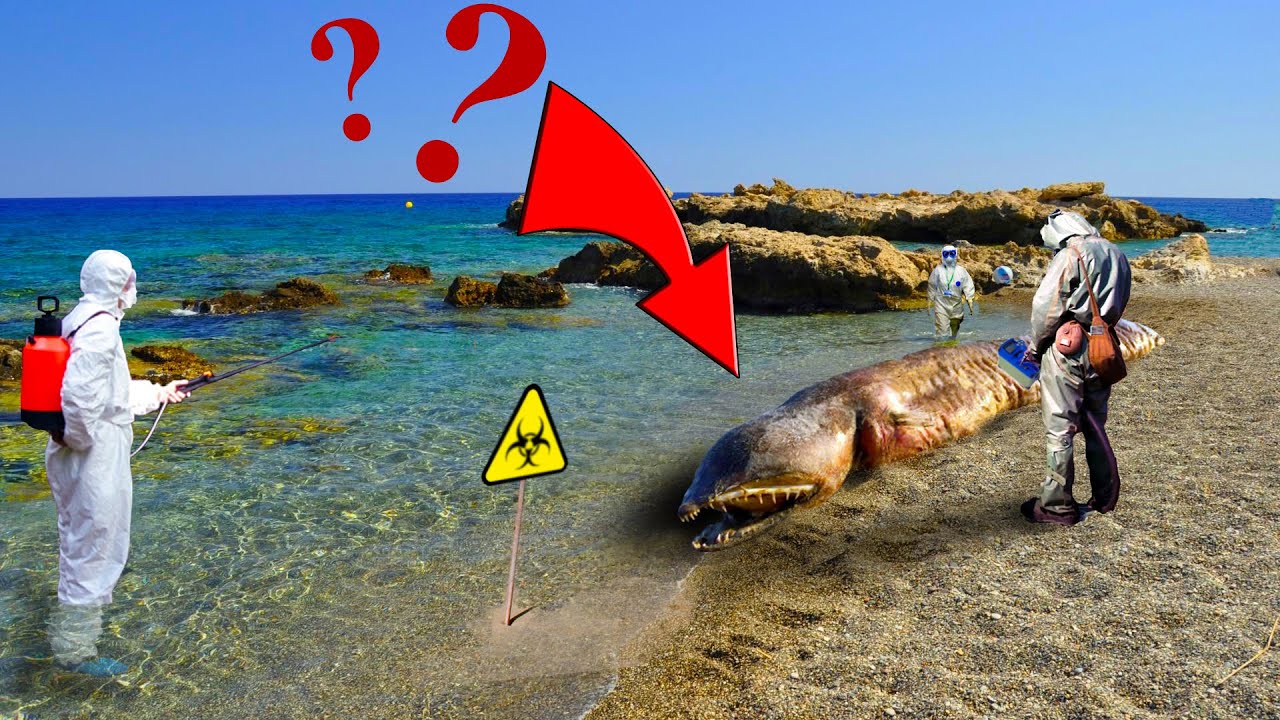 Top 10 Strangest Things Found on Beach Ever - YouTube