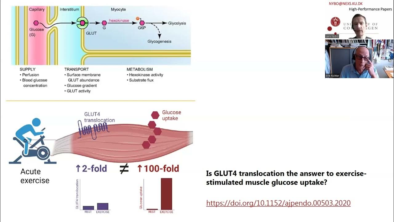Podcast with Prof Erik Richter - Exercise, GLUT4, and skeletal muscle glucose uptake - YouTube
