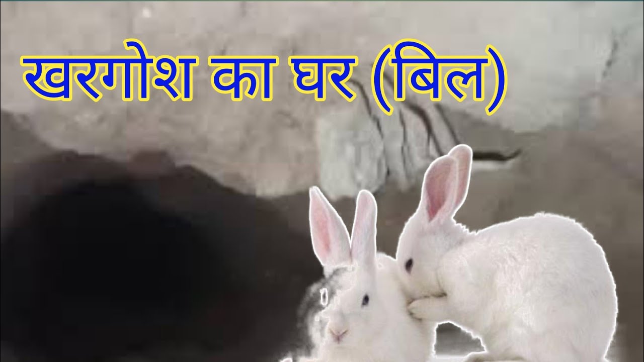khargosh • khargosh video • khargosh ka ghar dikhaiye • khargosh ...