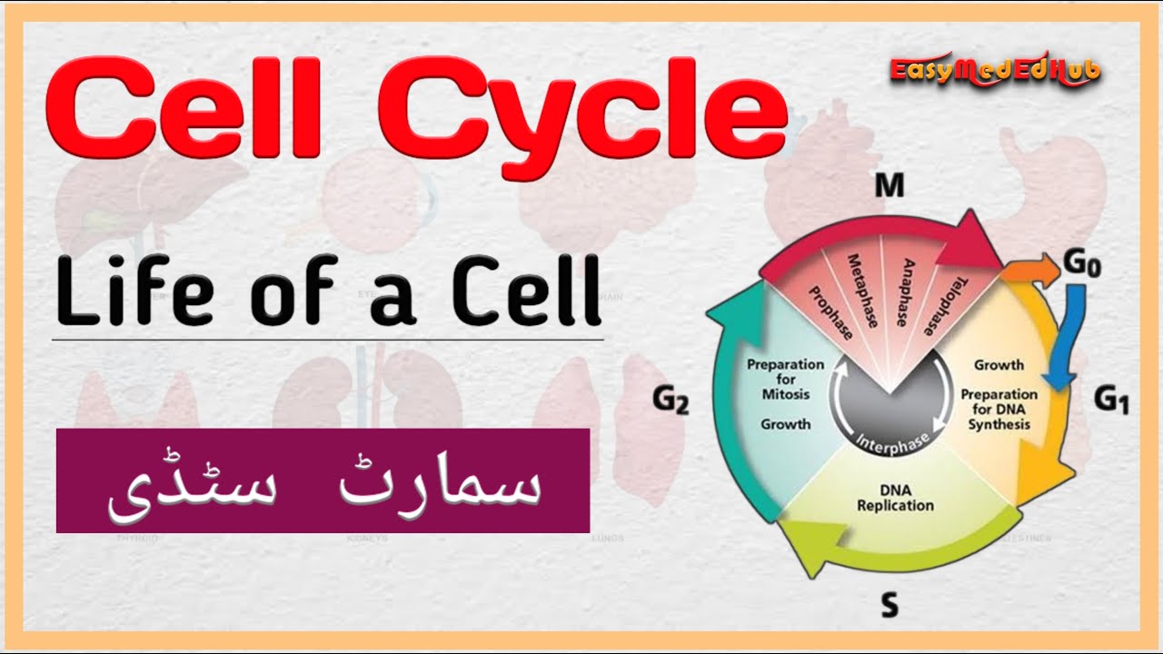 Cell Cycle Breakdown: G1, S, G2, and M Phase Explained || EasyMedEdHub ...
