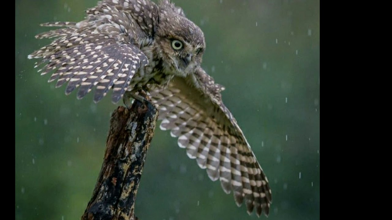 23 Burung Ter eksis - YouTube