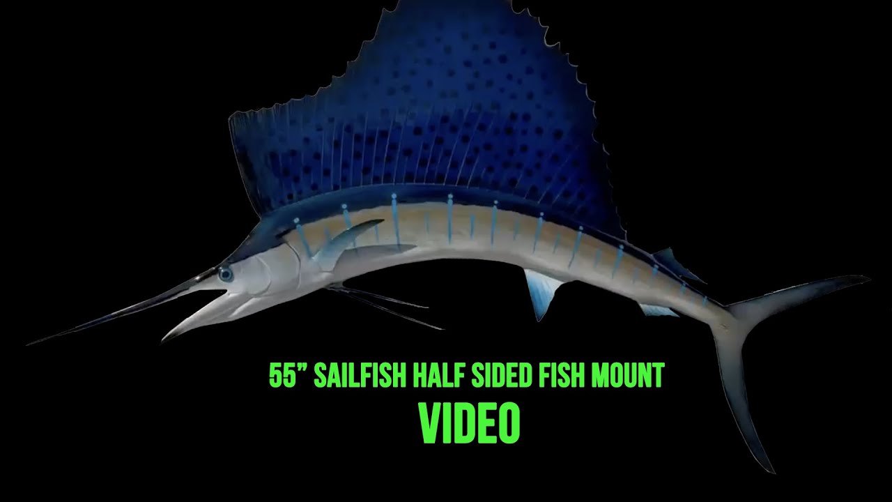 55 Inch Sailfish Half Sided Fish Replica - YouTube