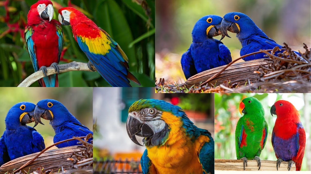 The Most Colorful Macaw Parrots in 4K HDR - Relax with Nature Sounds ...