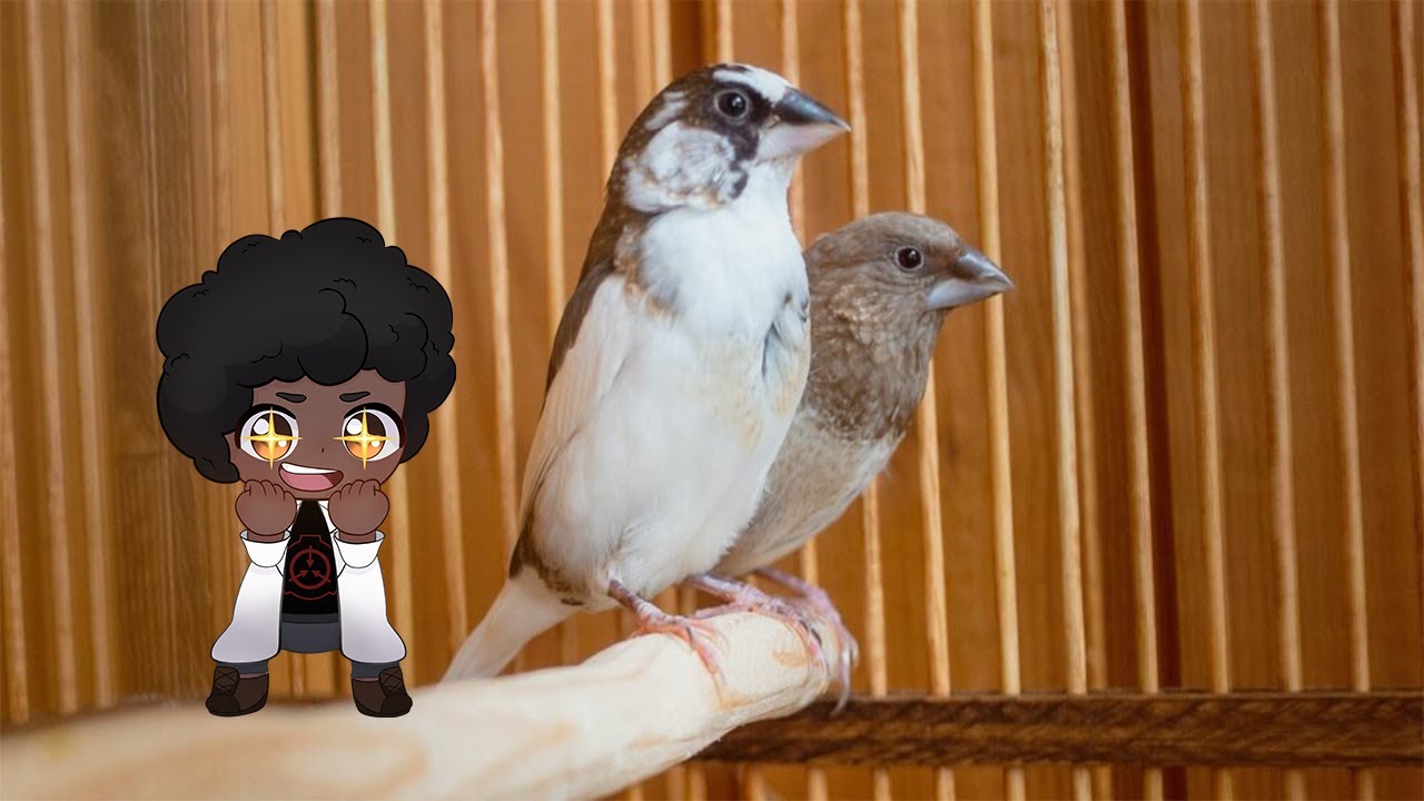 You ever wanted to talk to birds? - SCP 2243 - YouTube