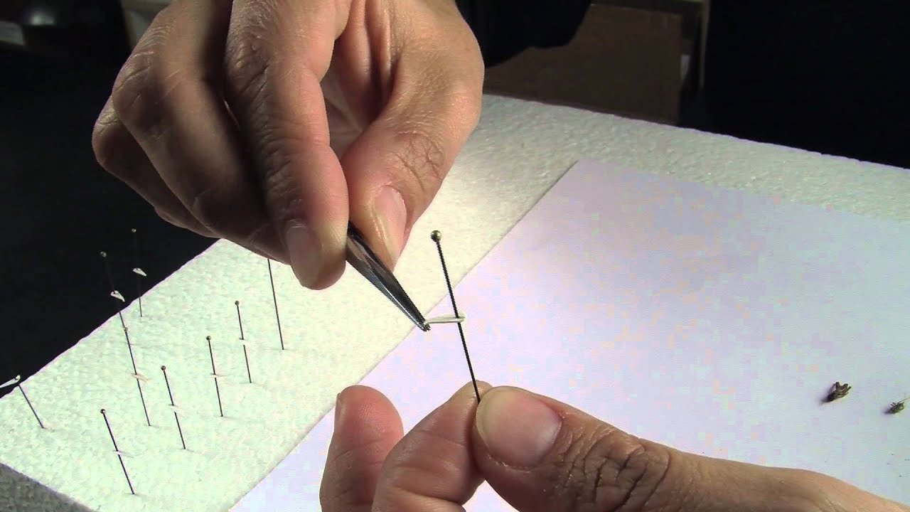 Pinning Small Insects - YouTube