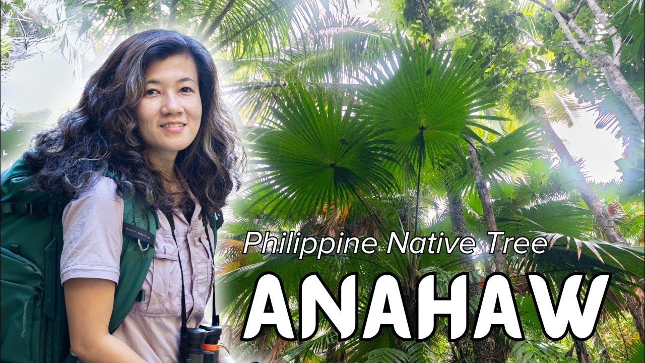 #PhilippineNativeTrees: Anahaw (𝘚𝘢𝘳𝘪𝘣𝘶𝘴 𝘳𝘰𝘯𝘵𝘶𝘯𝘥𝘪𝘧𝘰𝘭𝘪𝘶𝘴) - YouTube