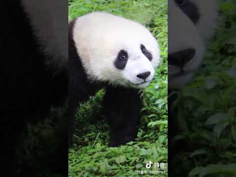 Funny Panda - What if pandas without ears and black eyes - YouTube