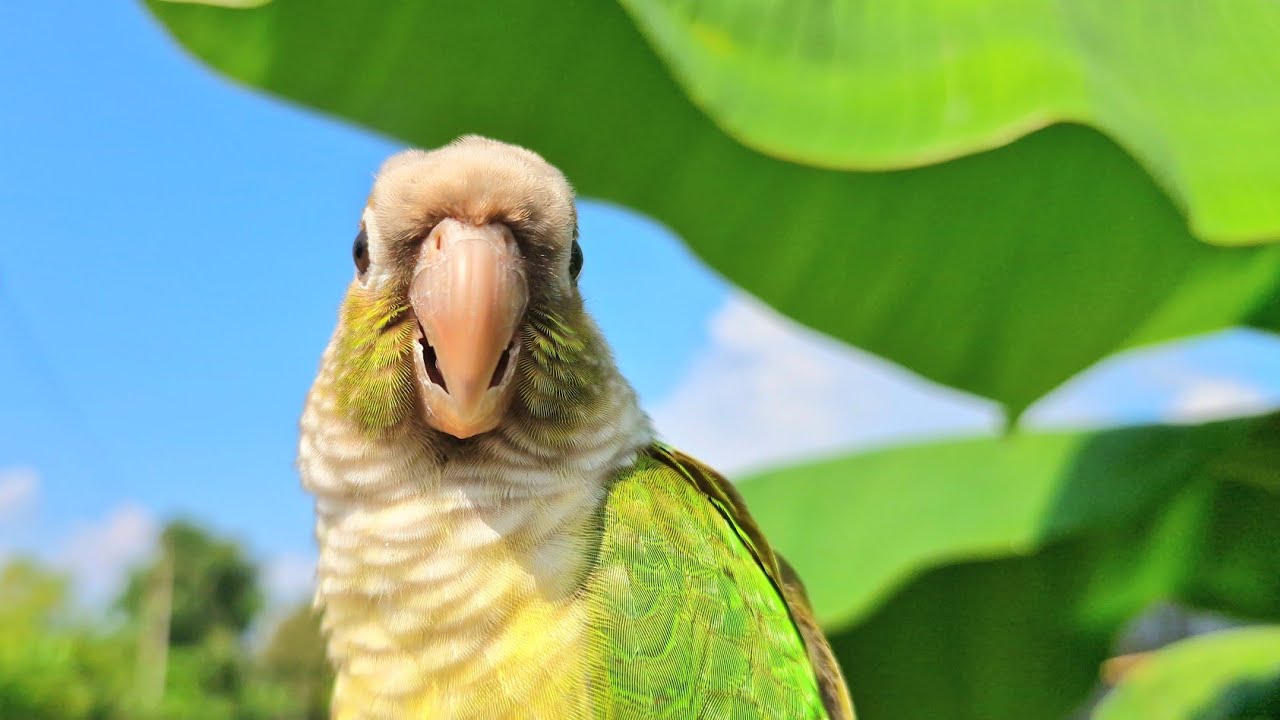 I am the cutest pet : green cheek conure parrot sound. - YouTube