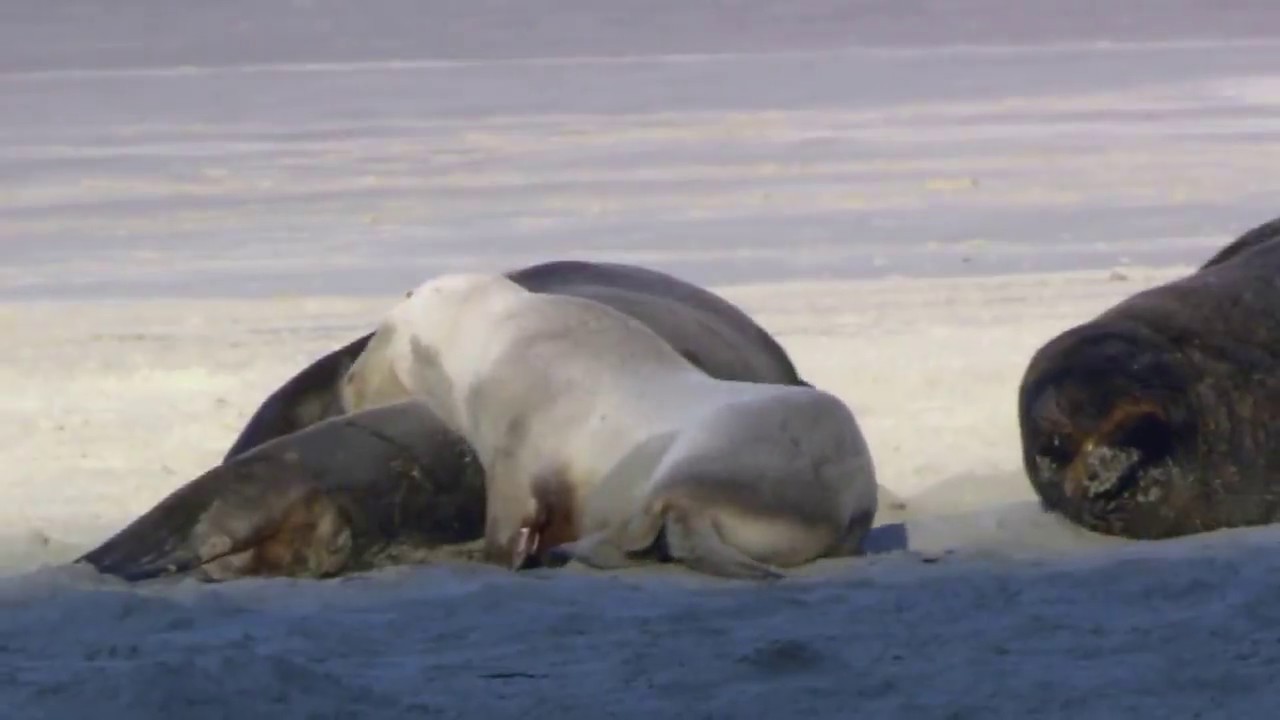 kafshet e egra - YouTube