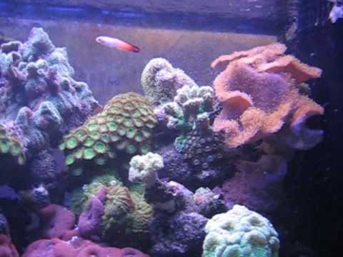 120 Gallon Reef Tank - YouTube