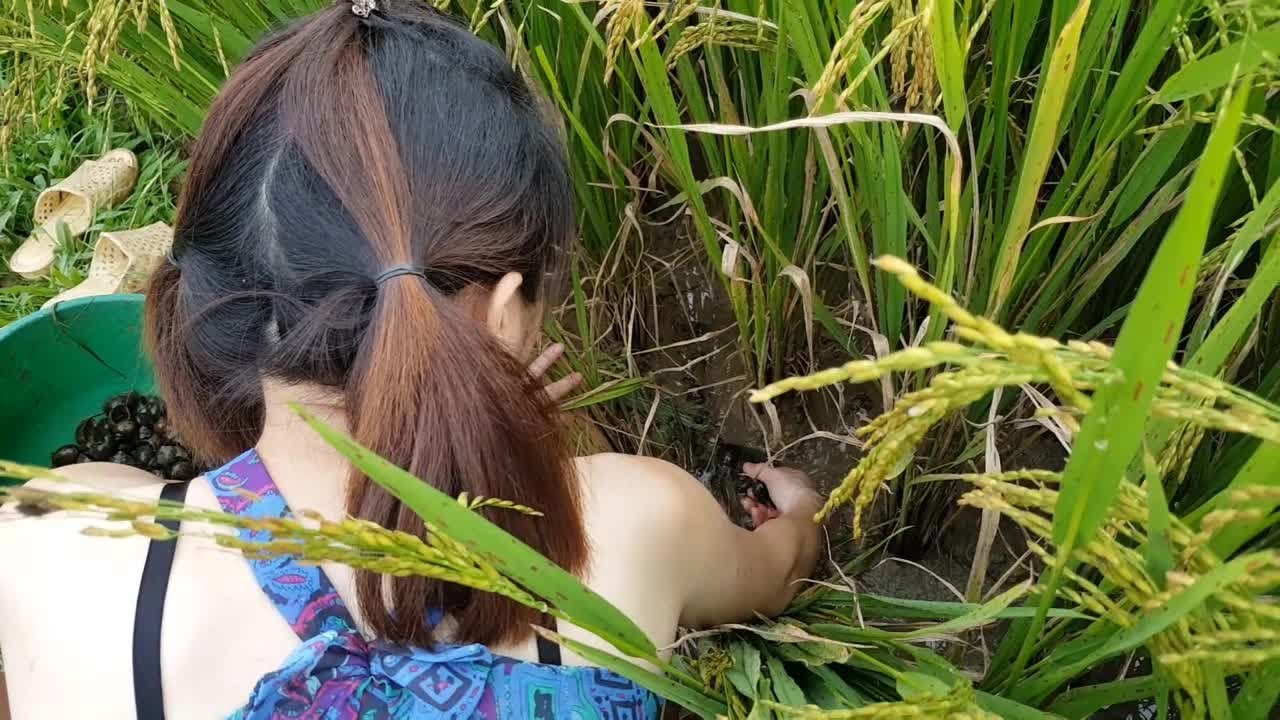 VN Daily - Amazing beautiful girl and boy catch snail field in rice ...