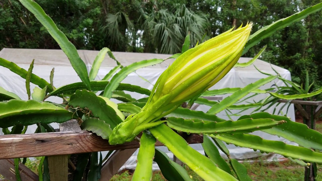 How to grow Dragon Fruit in SWFL ( part 11 ) - YouTube