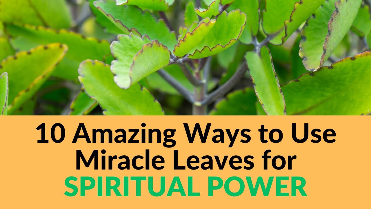 10 Amazing Ways to Use Miracle Leaves for SPIRITUAL POWER - YouTube